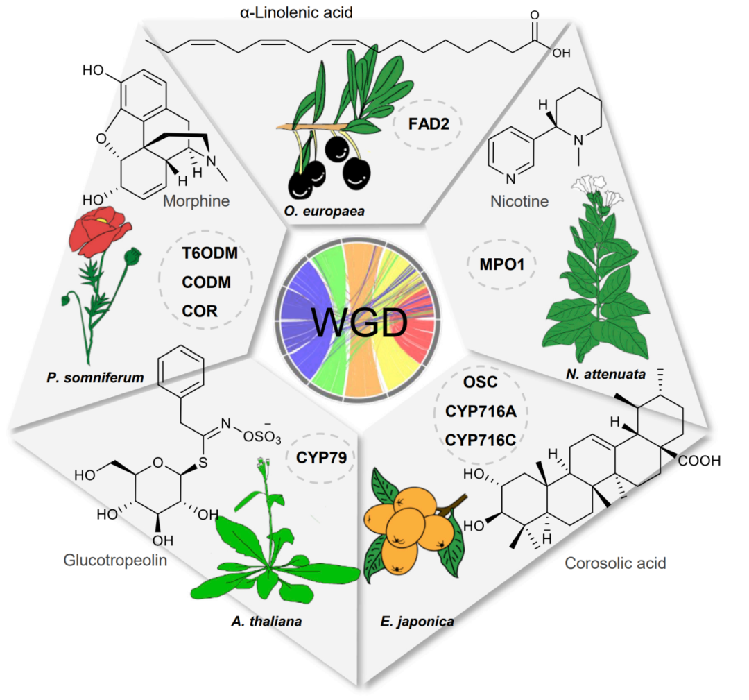 动植物泛基因组研究（二）：次生代谢-CSDN博客