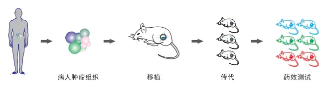 PDX动物模型 人源肿瘤异种移植模型广泛用于药物安全性和药效学研究 _pdx模型_吉妮欧的博客-CSDN博客