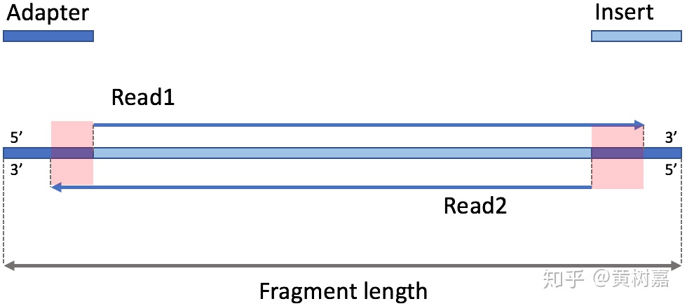PE测序中read1与read2关系_双端测序的两个read怎么匹配-CSDN博客