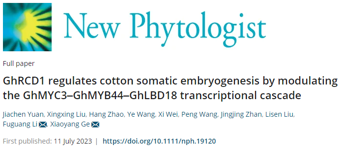 New Phytologist：DAP-seq技术在GhRCD1通过GhMYC3-GhMYB44-GhLBD18转录级联调控陆地棉体细胞胚胎发生机制研究中的应用-CSDN博客