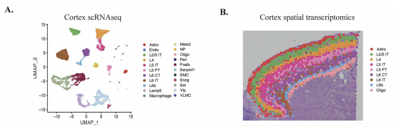 DSTG：基于图形的卷积网络对空间转录组数据进行去卷积_去卷积 转录组-CSDN博客