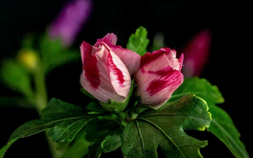 dynamicrafter_pytorch AIGC算法模型_dynamicrafter model loader slow-CSDN博客