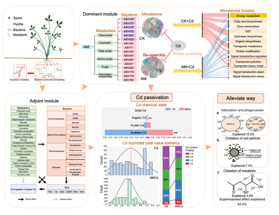 iMeta | 东北林业大学冯富娟组发现丛枝菌根真菌诱导削弱镉的迁移-CSDN博客