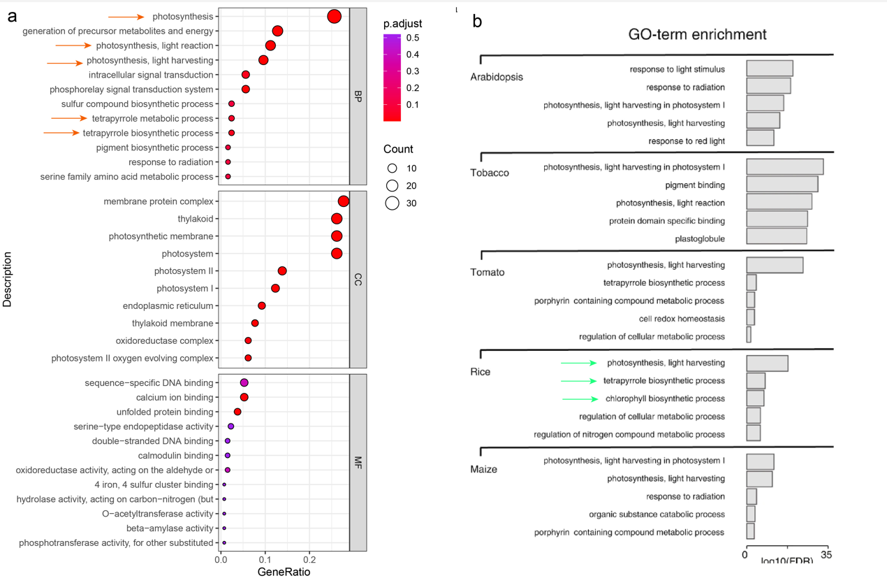 水稻（Oryza sativa）如何做GO富集分析_水稻r语言go kegg富集分析-CSDN博客