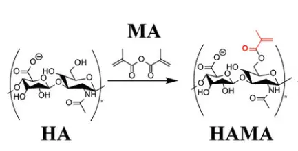 Gelma甲基丙烯酰化明胶和HAMA甲基丙烯酰化透明质酸光固化水凝胶_hama制备-CSDN博客
