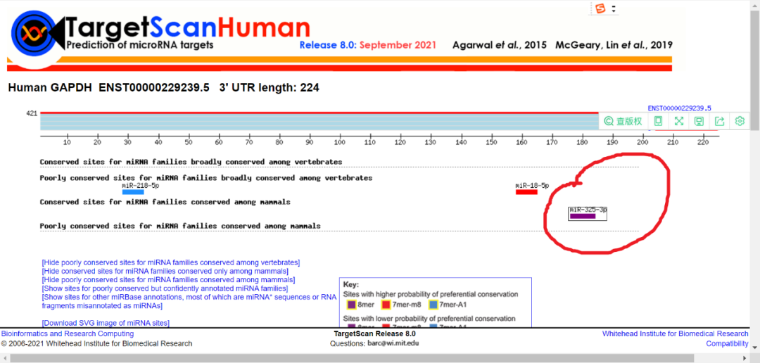 如何预测miRNA的靶基因（TargetScan）-CSDN博客