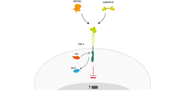 【靶点Talk】TIM-3，肿瘤免疫治疗新兴靶点_tim3蛋白-CSDN博客