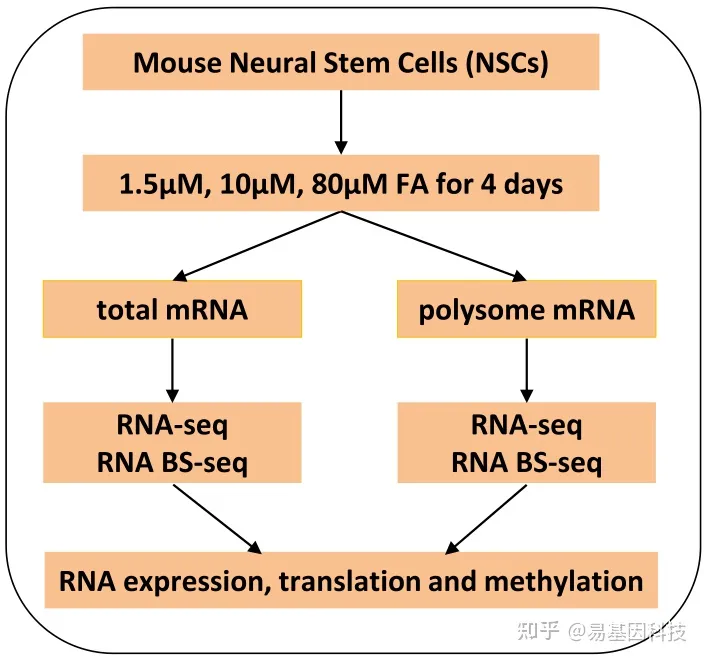 易基因：RNA-BS揭示叶酸调控神经干细胞m5C修饰和mRNA翻译机制｜科研速递-CSDN博客