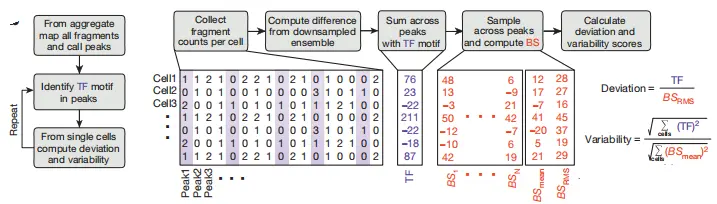 10X单细胞ATAC高级分析内容_10x atac数据分析-CSDN博客