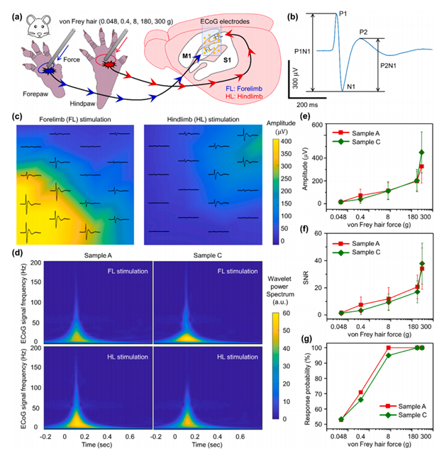 极具应用潜力的ECoG电极：基于PDMS的柔性电极，可用于长期体内记录-CSDN博客