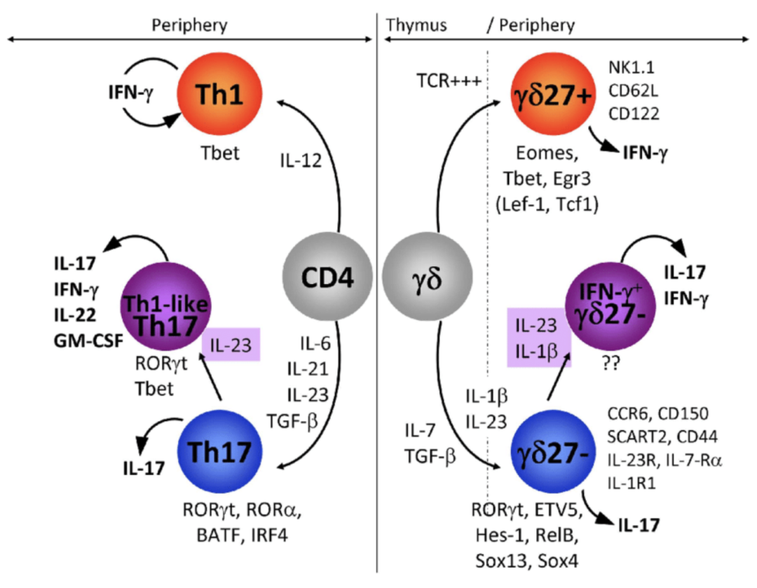 细胞因子家族如何协调作战发挥免疫功能的-CSDN博客