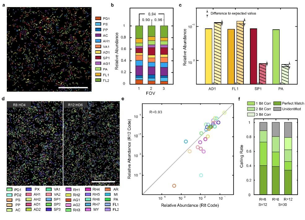 NC | 中科院先进院戴磊组开发SEER-FISH成像技术解析微生物组空间结构-CSDN博客