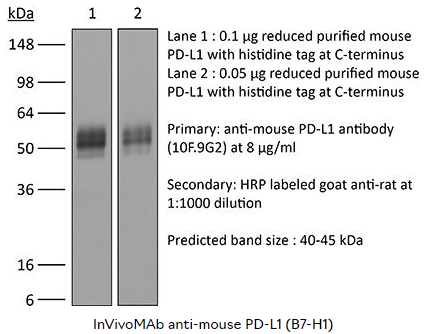 BioXcell BE0101小鼠PD-L1抗体：InVivoMab anti-mouse PD-L1 (B7-H1)_小鼠pdl1蛋白位置-CSDN博客