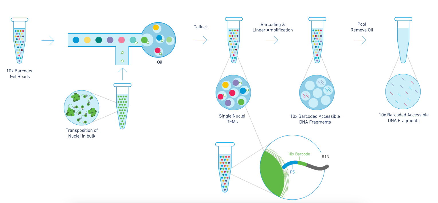 单细胞ATAC实战01: CellRanger-ATAC定量_单细胞atac代码-CSDN博客
