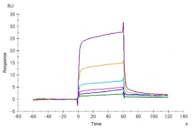 SPR技术：生物分子相互作用检测的 “金标准” - MedChemExpress_spr验证-CSDN博客