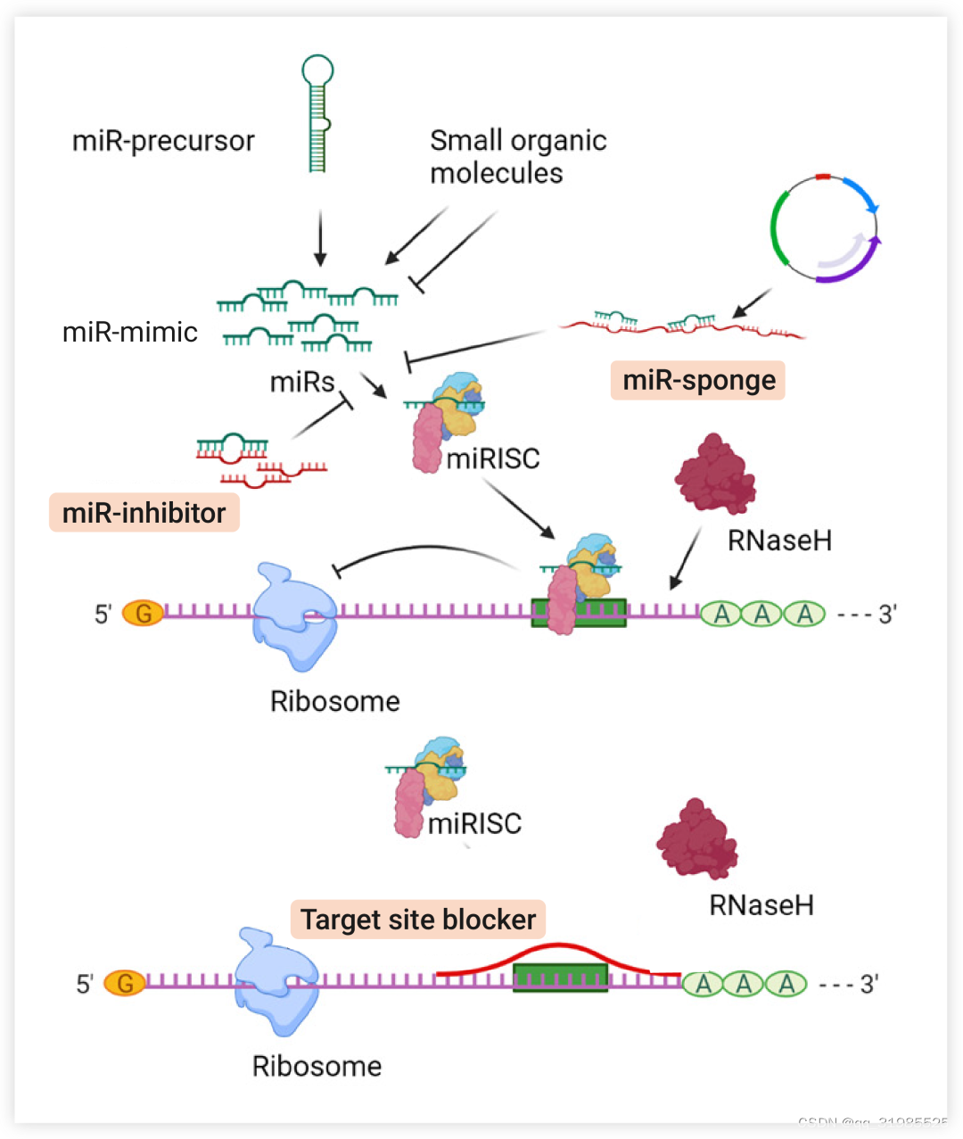 miRNA -- 触发 RNA 干扰，让基因 “沉默”| MedChemExpress-CSDN博客