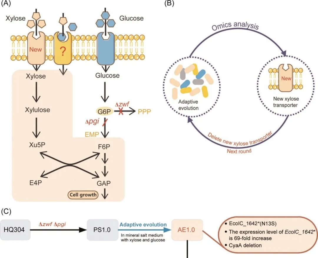 mLife | 底物特性调控代谢分工群落构建的定量预测原理-CSDN博客