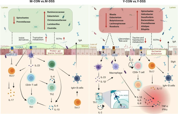 Microbiome | 东北农大石宝明/孟庆维等揭示宿主-微生物互作介导猪肠炎免疫-CSDN博客