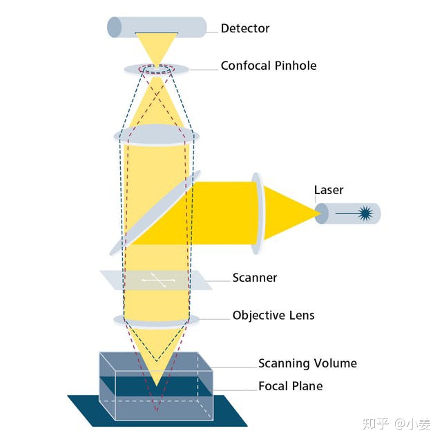 共聚焦图片怎么加标尺_激光共聚焦扫描显微镜搭建DIY-CSDN博客