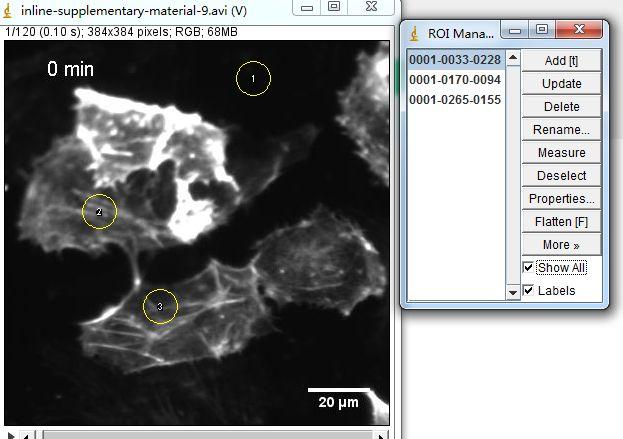 距离分析导出_干货 | ImageJ分析时间序列图像_我解决我的问题的博客-CSDN博客