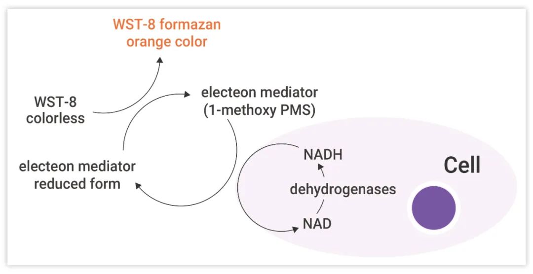CCK-8，让细胞活性检测 So Easy! - MedChemExpress_cck8细胞增殖实验实验报告-CSDN博客