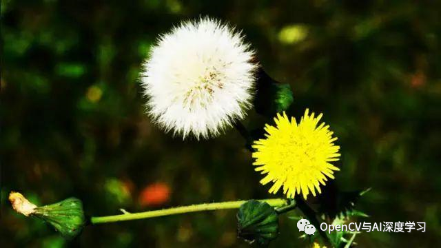 OpenCV无缝融合应用(二)--指定目标颜色改变(附C++源码)_opencv改变图像某一点的颜色-CSDN博客