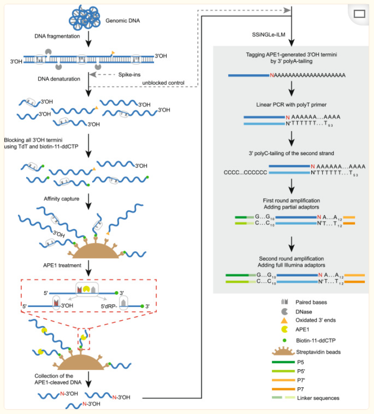 AbMole|哺乳动物 DNA 中无碱基位点的复杂基因组模式研究-CSDN博客