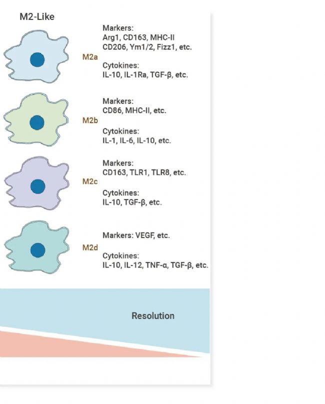 滴滴滴！巨噬细胞变形记：激活和分化指南 |MedChemExpress (MCE)_巨噬细胞 镜下 40倍-CSDN博客