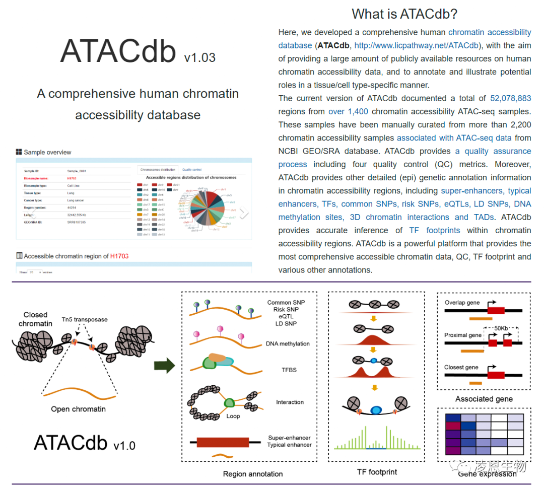 数据库 | ATACdb：一个全面的人类染色质可开放性数据库_atac数据库-CSDN博客