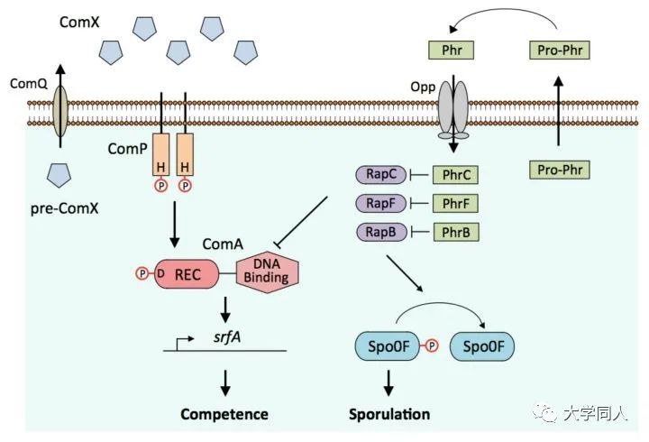 origin如何将多个曲线放在一张图_解密！SCI论文中那些高大上的插图是如何绘制的..._weixin_39530833的博客-CSDN博客