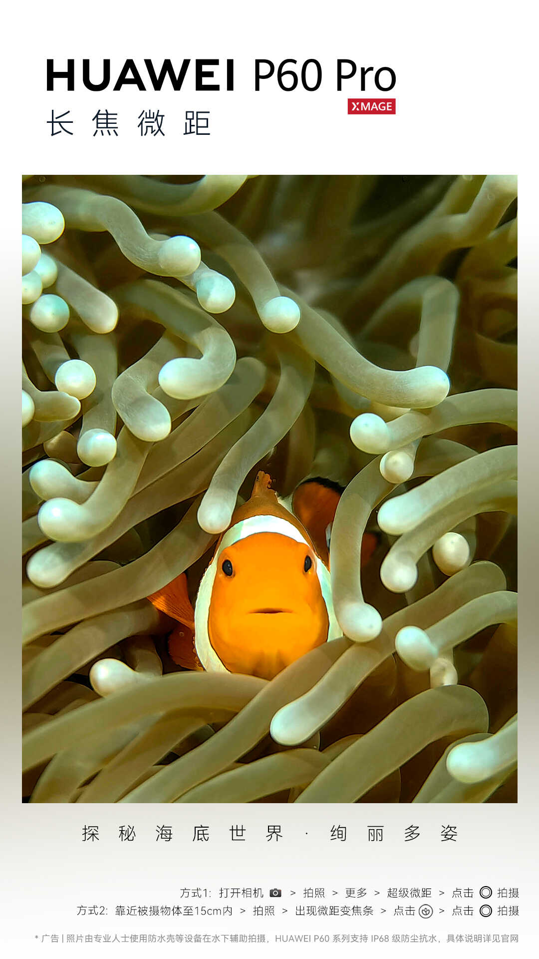 华为P60 Pro超聚光XMAGE影像，探寻海底秘境！-CSDN博客