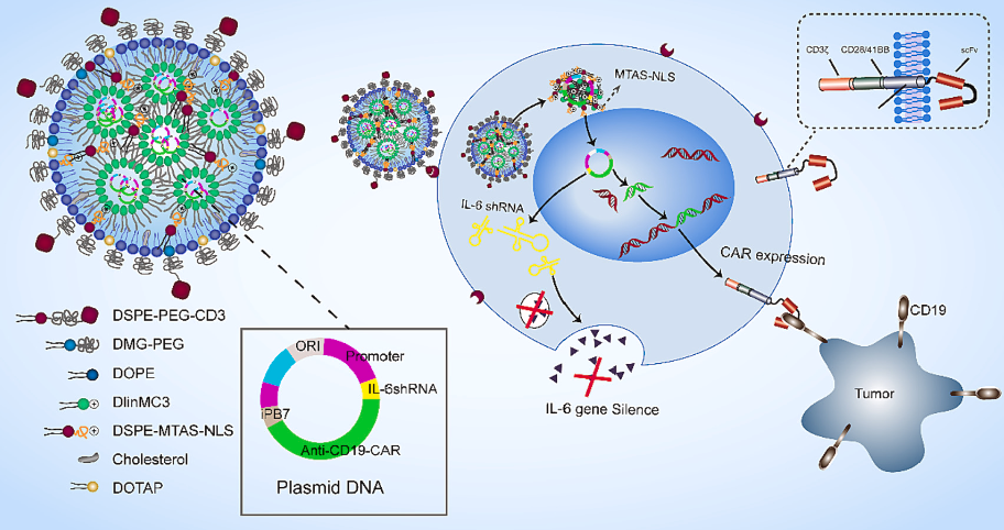 既可独自美丽，也可团队合作的CD3_同立海源il7-CSDN博客