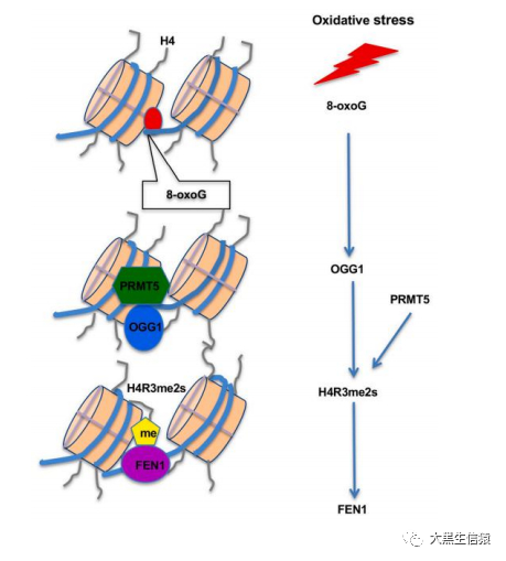 （转载）实用干货—解惑NGS可能引入的错误突变_生信分析低频突变原因-CSDN博客