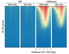 H3K4me3 Antibody, SNAP-Certified™ for CUT&RUN and CUT&Tag_tracks of h3k4me3 peaks-CSDN博客