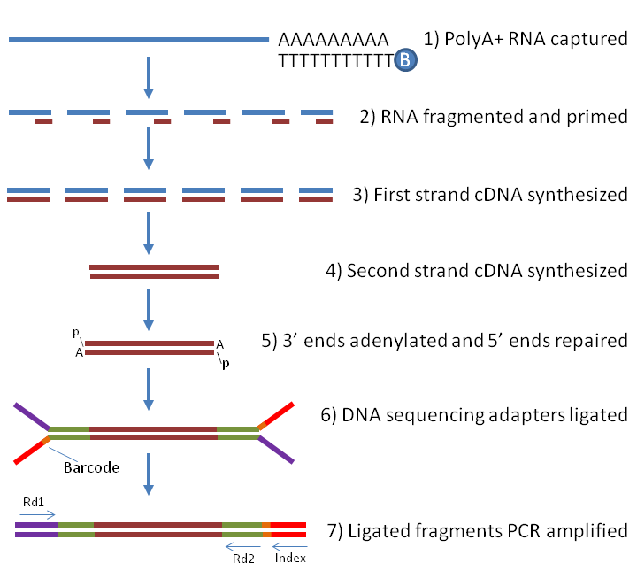 scRNA-seq | 吐血整理的单细胞入门教程（从原理到代码实操）（二）_单细胞测序 代码-CSDN博客