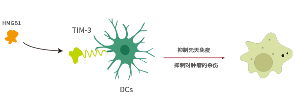 【靶点Talk】TIM-3，肿瘤免疫治疗新兴靶点_tim3蛋白-CSDN博客