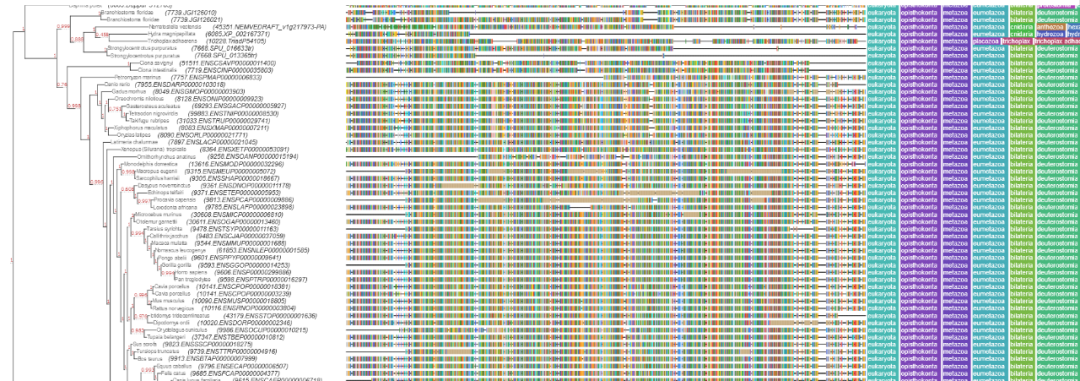 ETE - 在线可视化进化树和多序列比对-CSDN博客