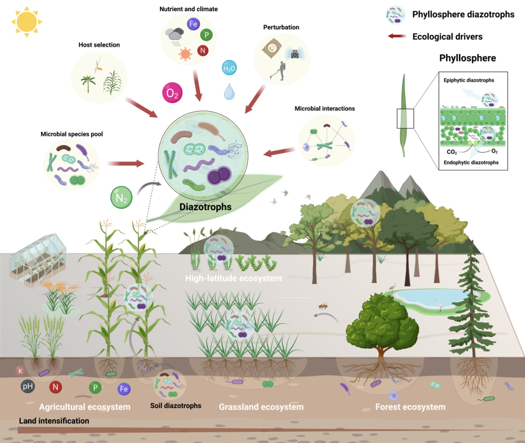 Trends Plant Sci | 朱永官院士等综述植物叶片的生物固氮作用-CSDN博客