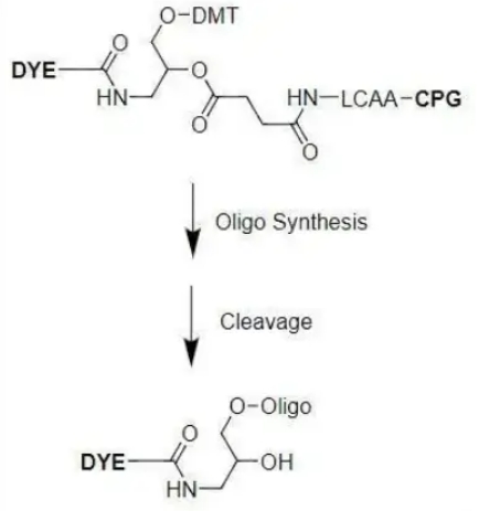 TQ7.2 CPG1000A，荧光淬灭剂Tide Quencher 7.2 CPG 1000A，可以用于研究细胞膜结构和功能-CSDN博客