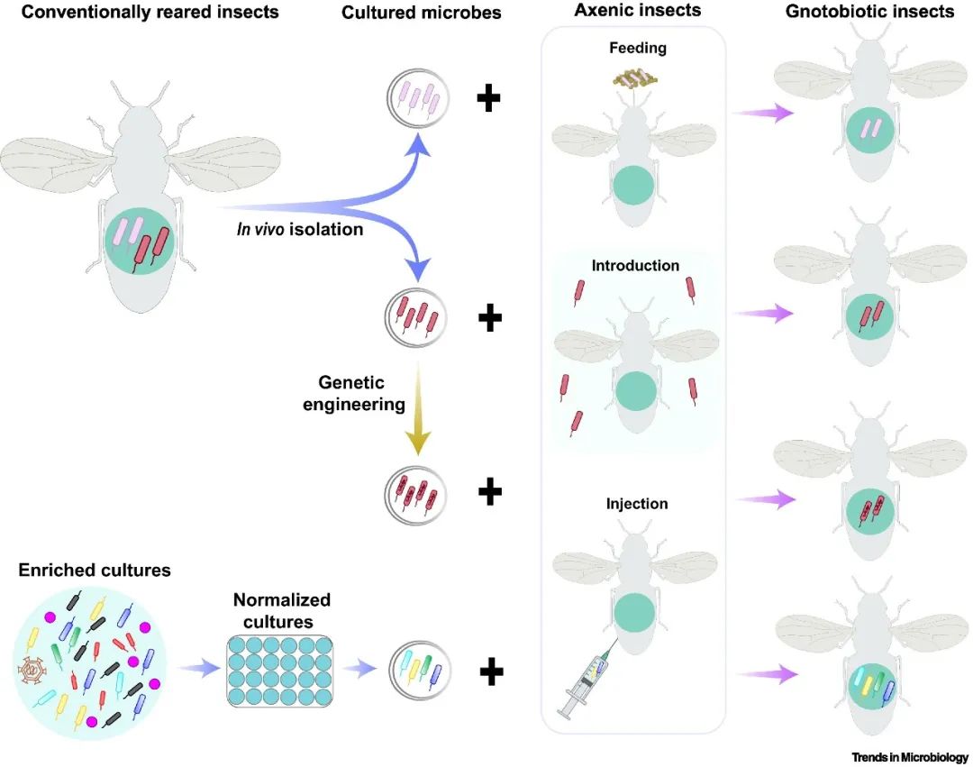 Trends Microbiol | 王关红团队综述宿主-微生物相互作用研究中的无菌和限菌技术...-CSDN博客