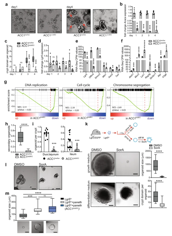 AbMole|乙酰辅酶 A 羧化酶 1 介导的新脂肪合成对肠道干细胞功能的影响_acc1和fas-CSDN博客