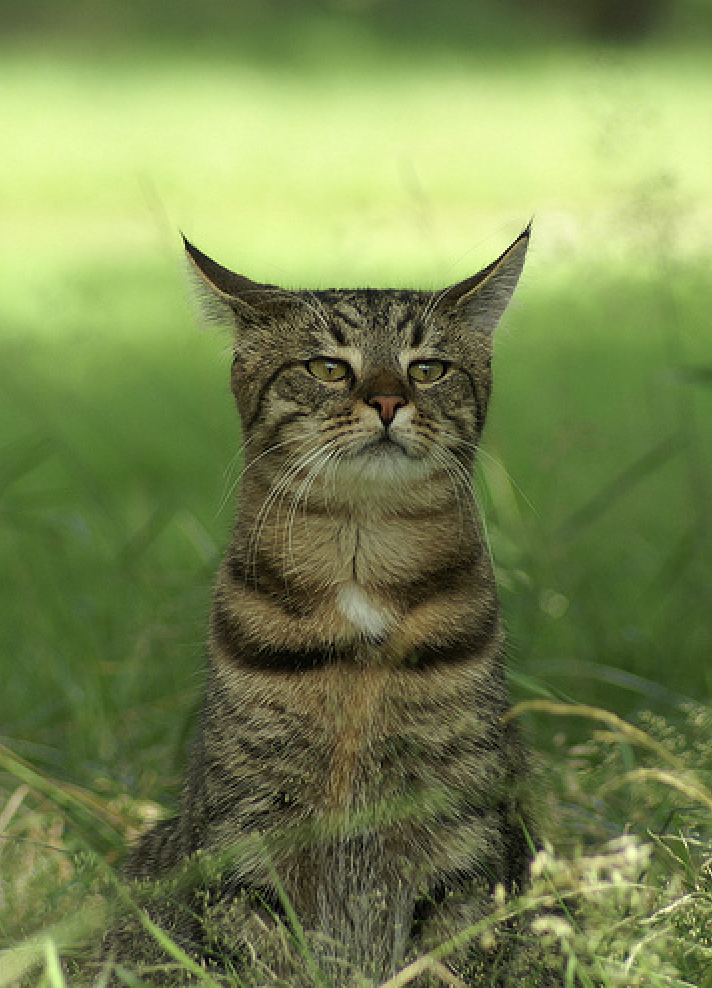 DashVector+DashScope升级多模态检索-CSDN博客