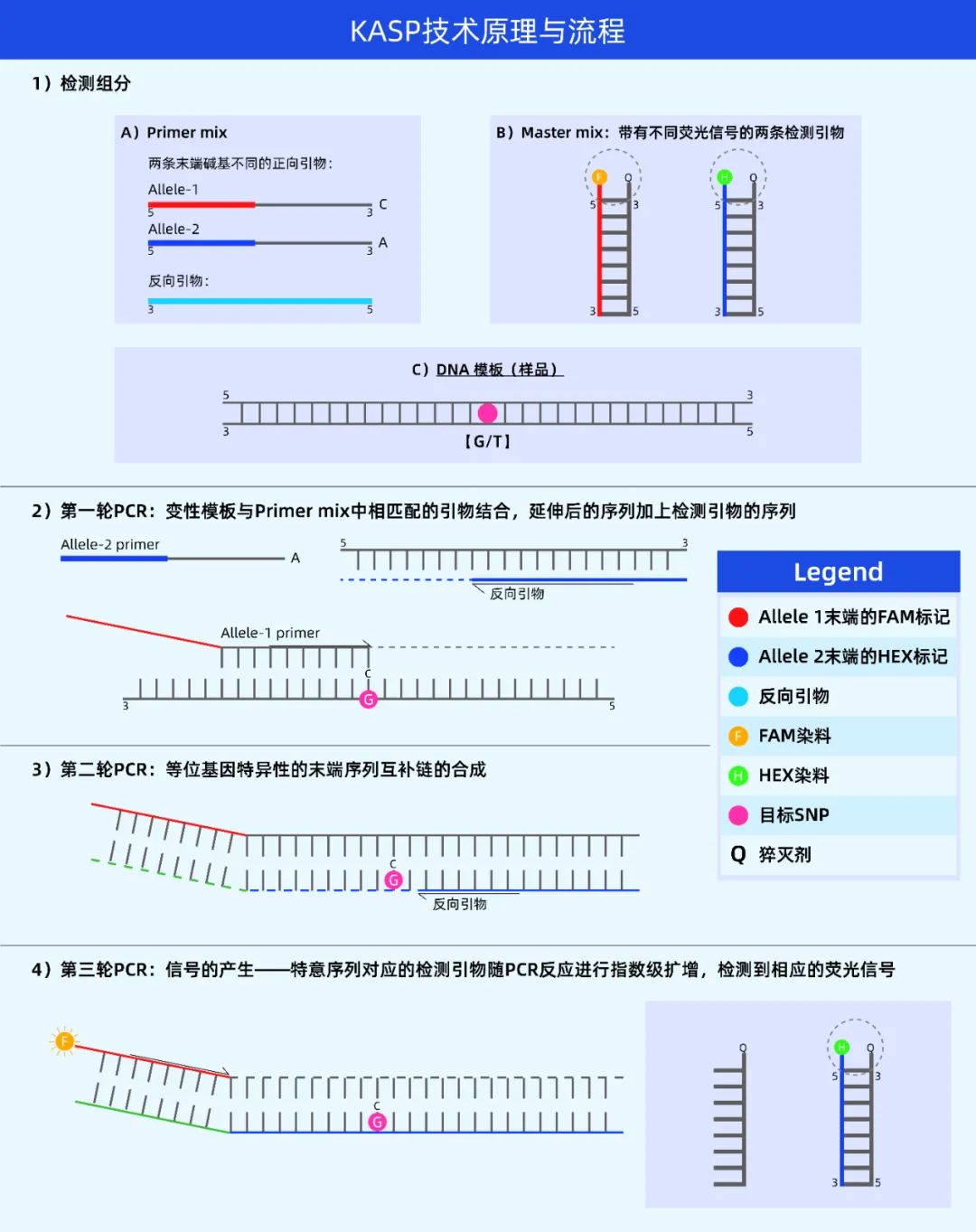 kasp技术优点_【华智技术贴】分子标记技术及育种应用（下）：基于测序技术的第三代分子标记..._weixin_39963255的博客-CSDN博客