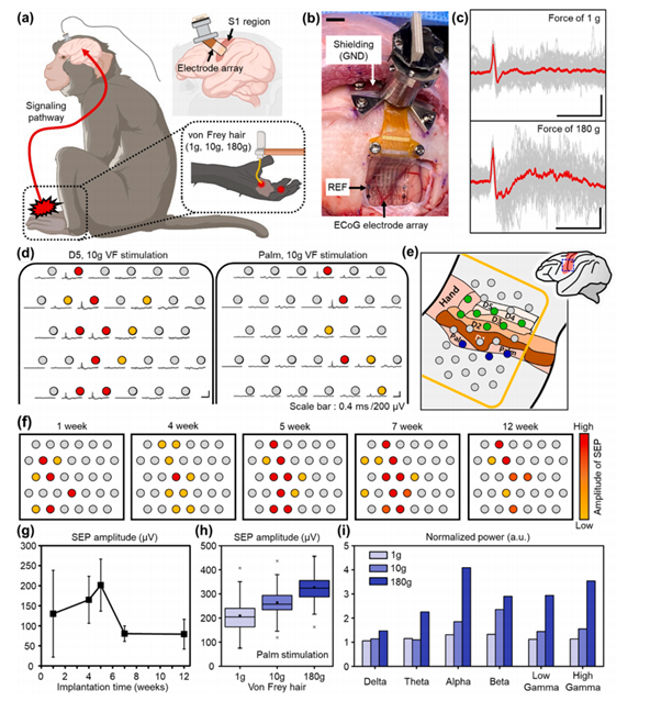 极具应用潜力的ECoG电极：基于PDMS的柔性电极，可用于长期体内记录-CSDN博客
