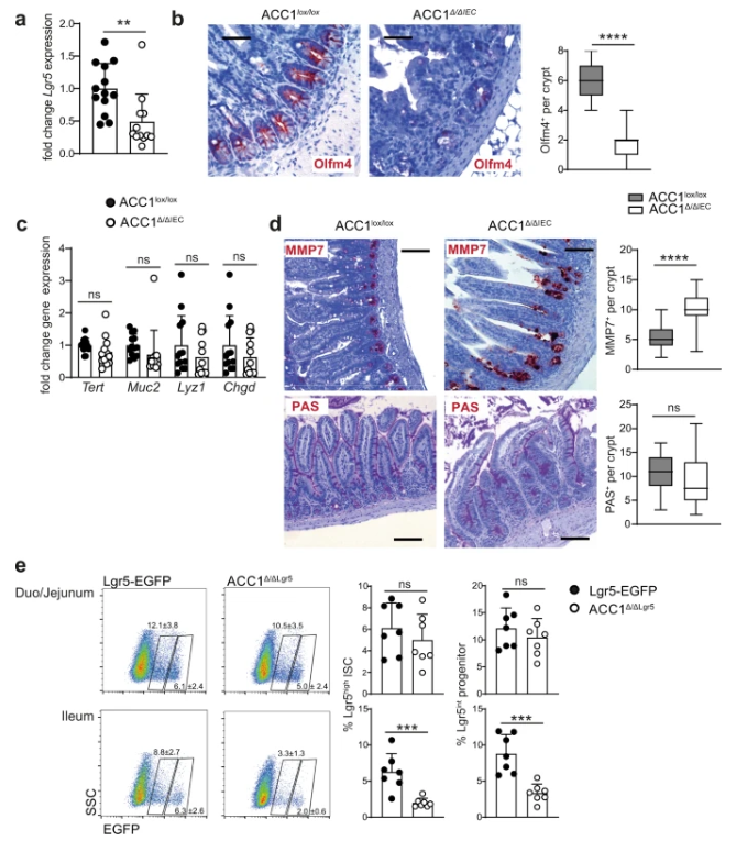 AbMole|乙酰辅酶 A 羧化酶 1 介导的新脂肪合成对肠道干细胞功能的影响_acc1和fas-CSDN博客