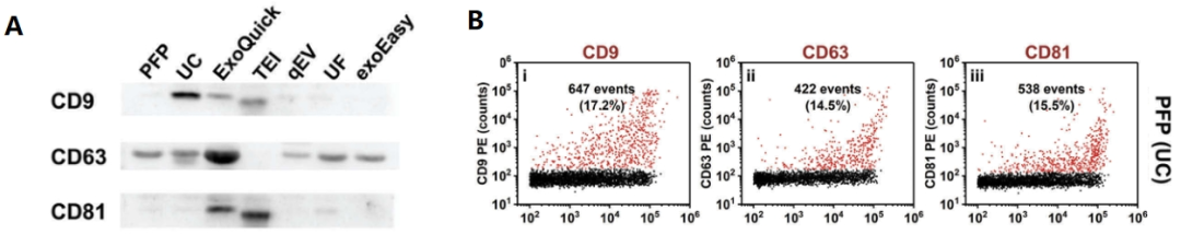 从MISEV2023中寻找外泌体标志物 WB阴性的解决方案-CSDN博客