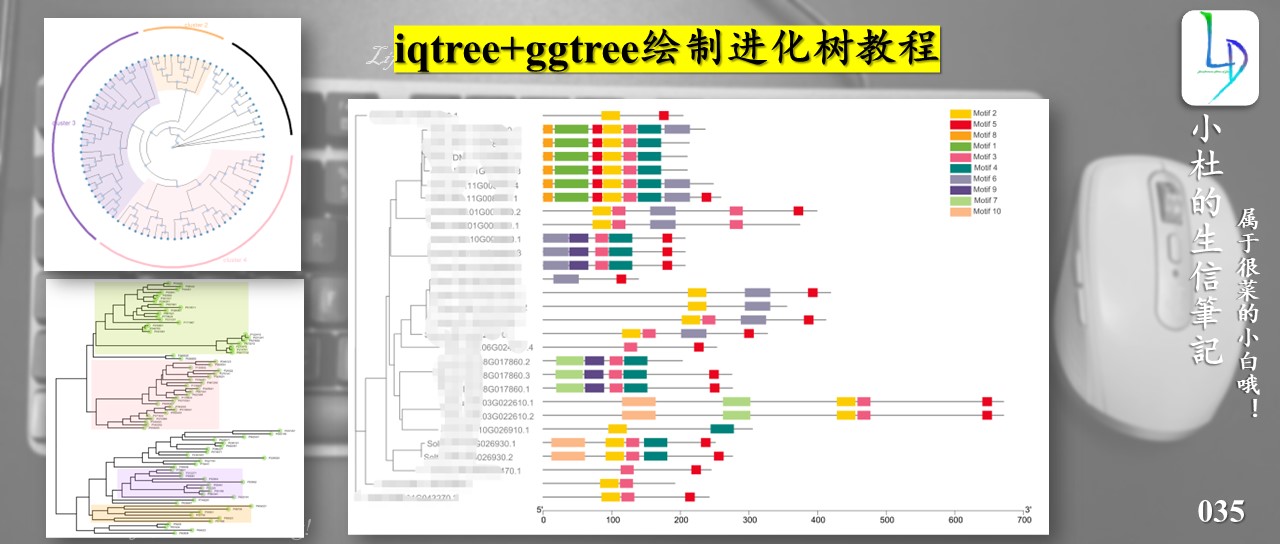 iqtree+ggtree绘制进化树教程_iqtree的protgammalg-CSDN博客