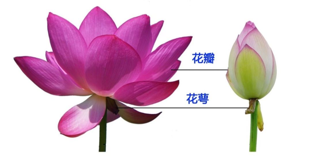 Python小白机器学习教程：Scikit-Plot精讲-CSDN博客