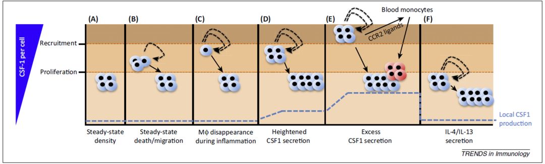 巨噬细胞与CSF-1/CSF-1R通路相关知识_Justscience的博客-CSDN博客