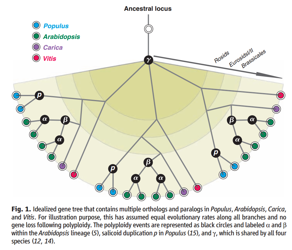 使用wgd进行全基因组复制分析-CSDN博客